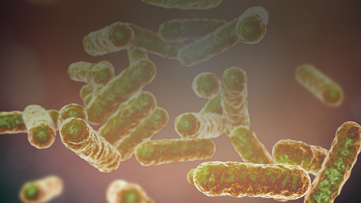 What do we need to know about Bartonella infection?