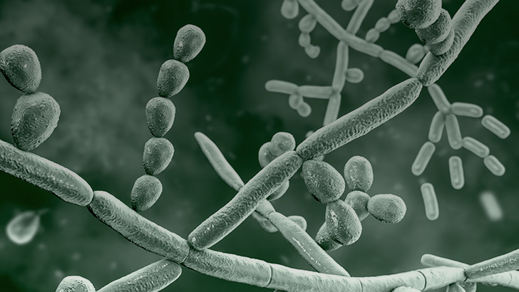 Exploring Fungi in Cancer-Type Tumors & Cancer Therapeutics Medical ...