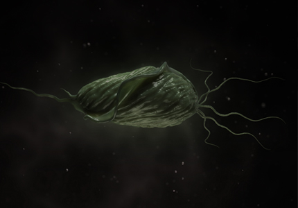 The Wild Life of Our Bodies: Predators, Parasites, and Partners That ...