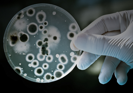 The Remarkable Discovery of Helicobacter pylori Medical Education on ...