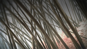 Hair, Tendons, and Skin: Oh My! Biotech's Quest for Tissue Regeneration ...