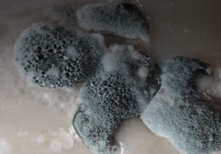 The Facts on Mold's Health Effects Medical Education on ReachMD