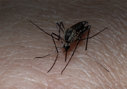 Zika Virus Basics: What You Should Know Medical Education on ReachMD